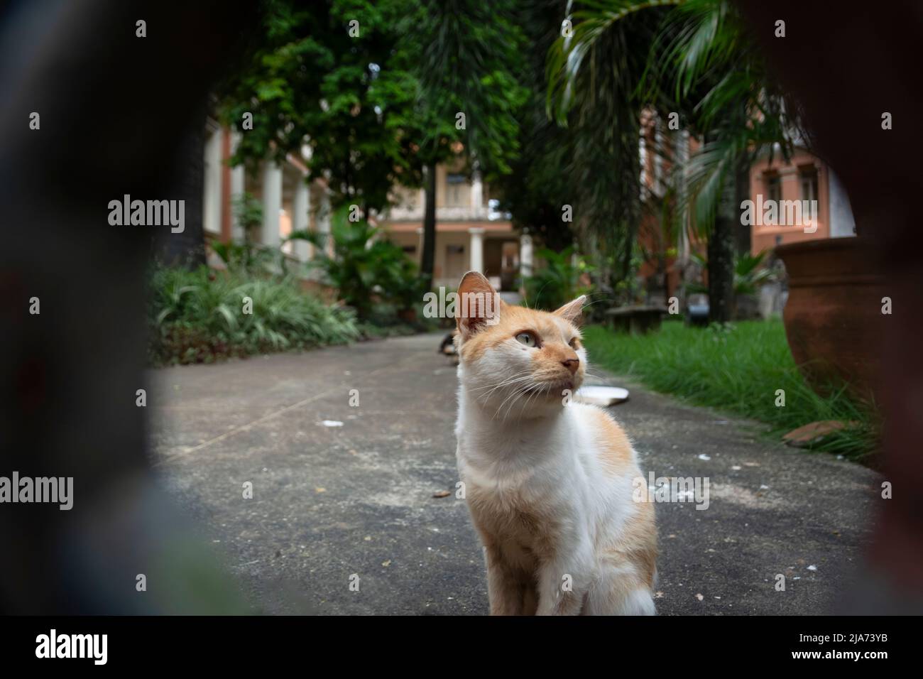 Abandoned cat seen on Pelourinho street. City of Salvador in the ...