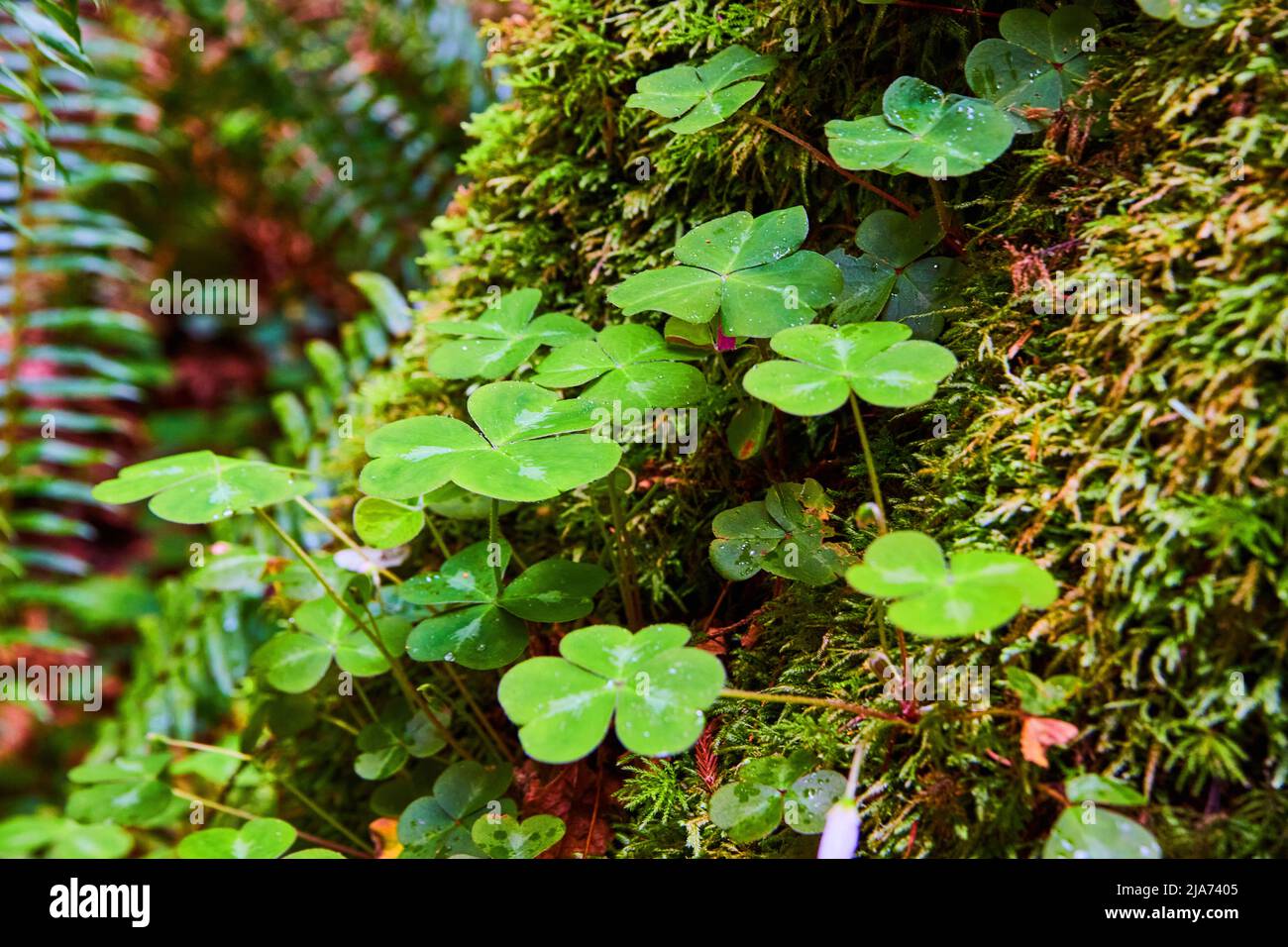 Clovers in detail on mossy tree trunk Stock Photo - Alamy