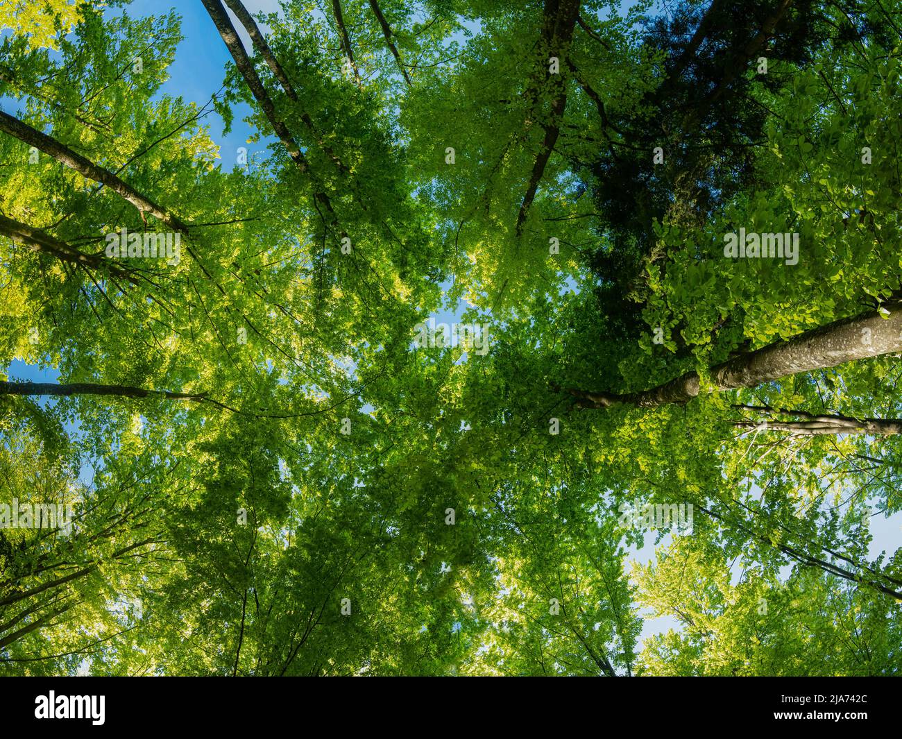 Leaf forming into a tree hi-res stock photography and images - Alamy