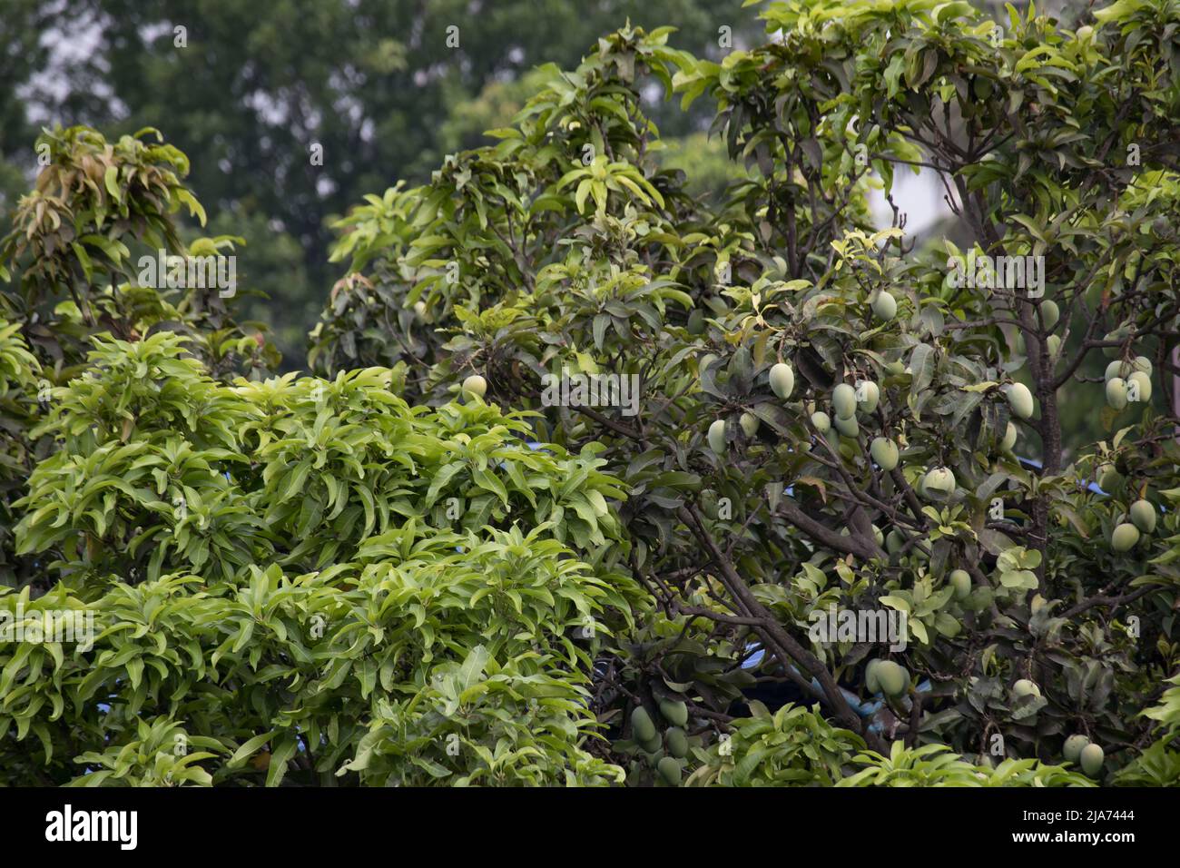 Mangoes leaves hi-res stock photography and images - Alamy