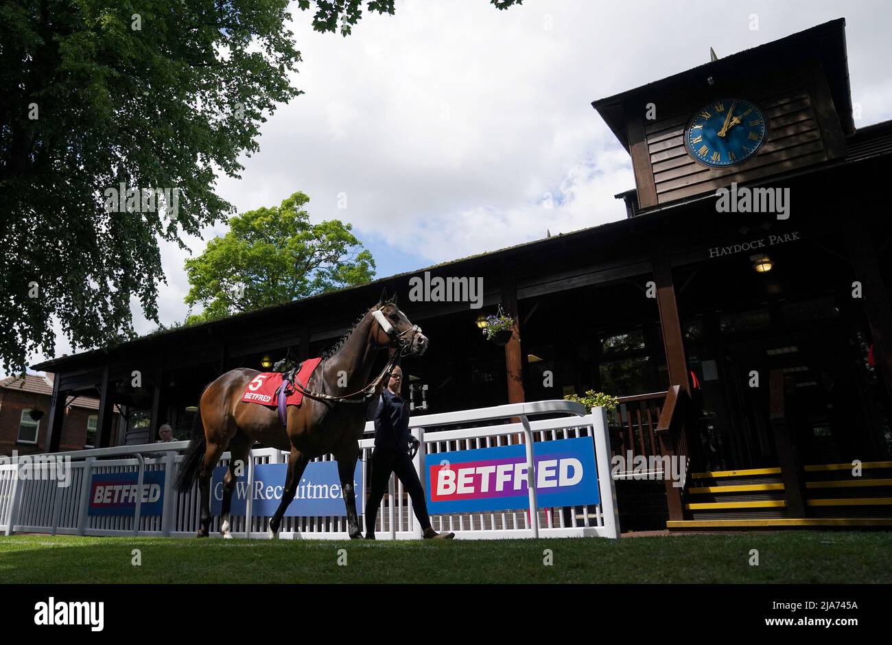 A horse is walked around the parade ring at Haydock Park Racecourse ...