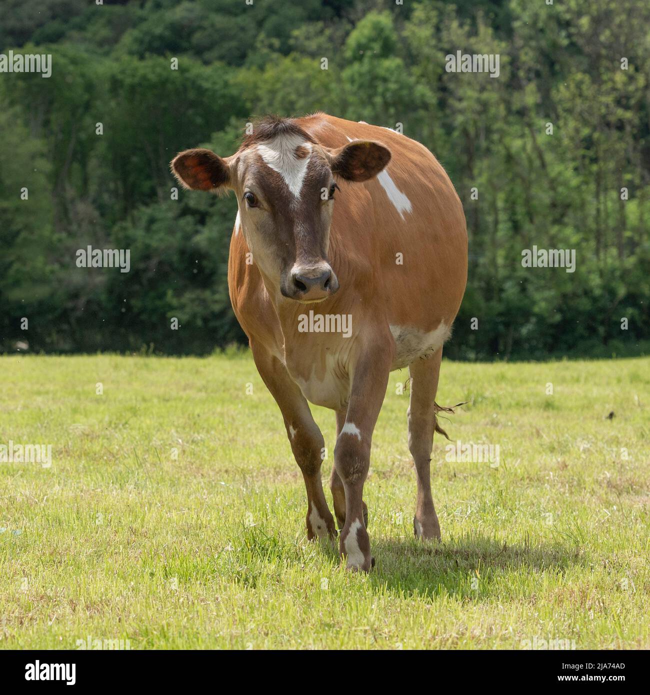dairy cow standing in a field Stock Photo - Alamy