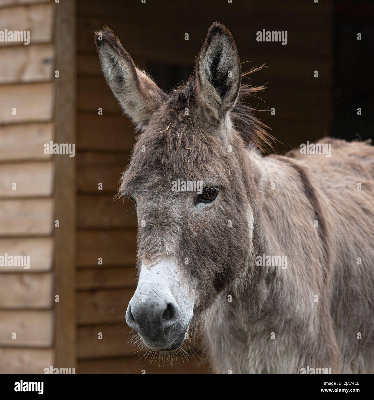donkey jenny in stable Stock Photo - Alamy