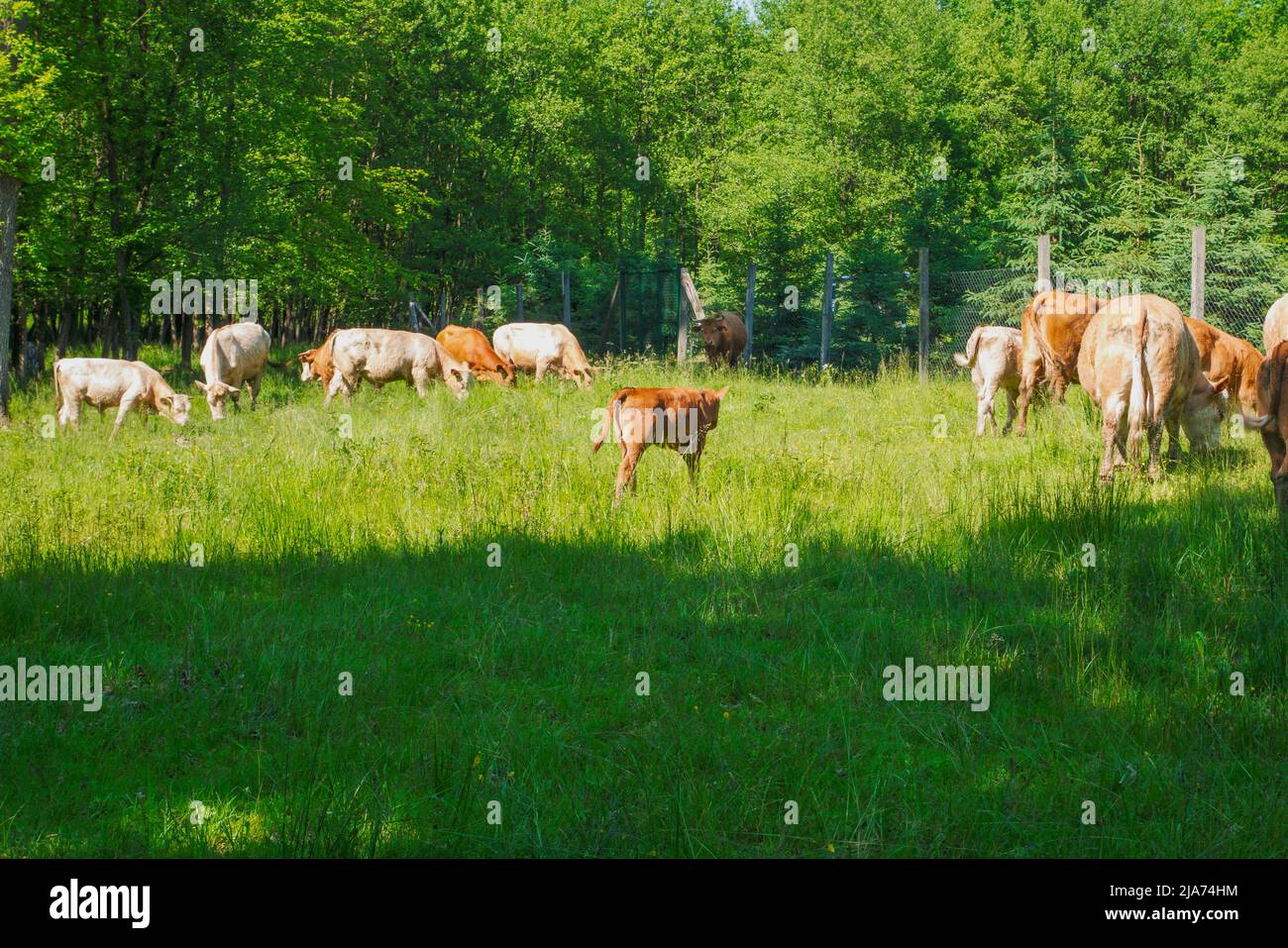 Flock of cows on a meadow. Brown and white cows. Green meadow Stock ...
