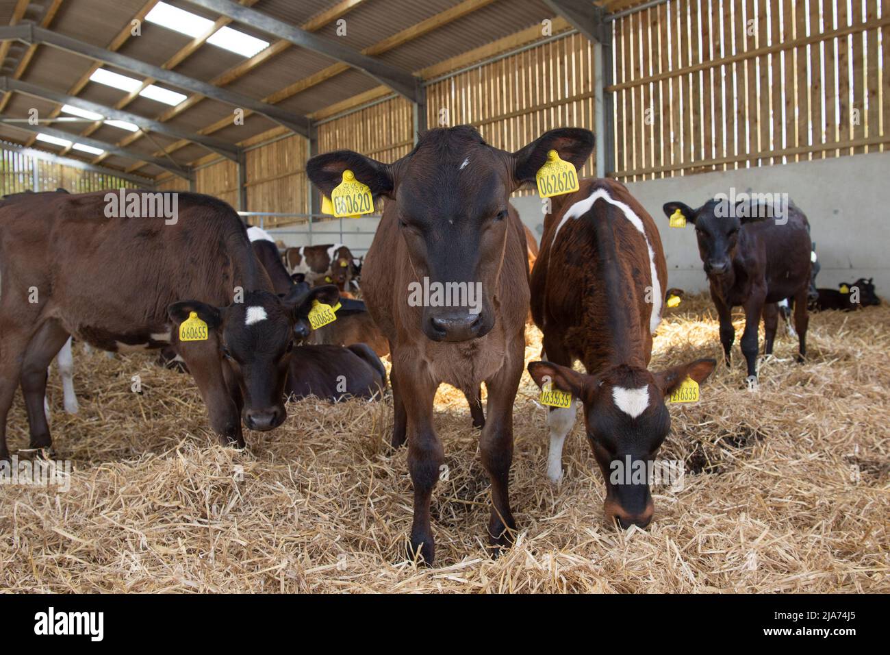 Friesian calves in a barn Stock Photo - Alamy