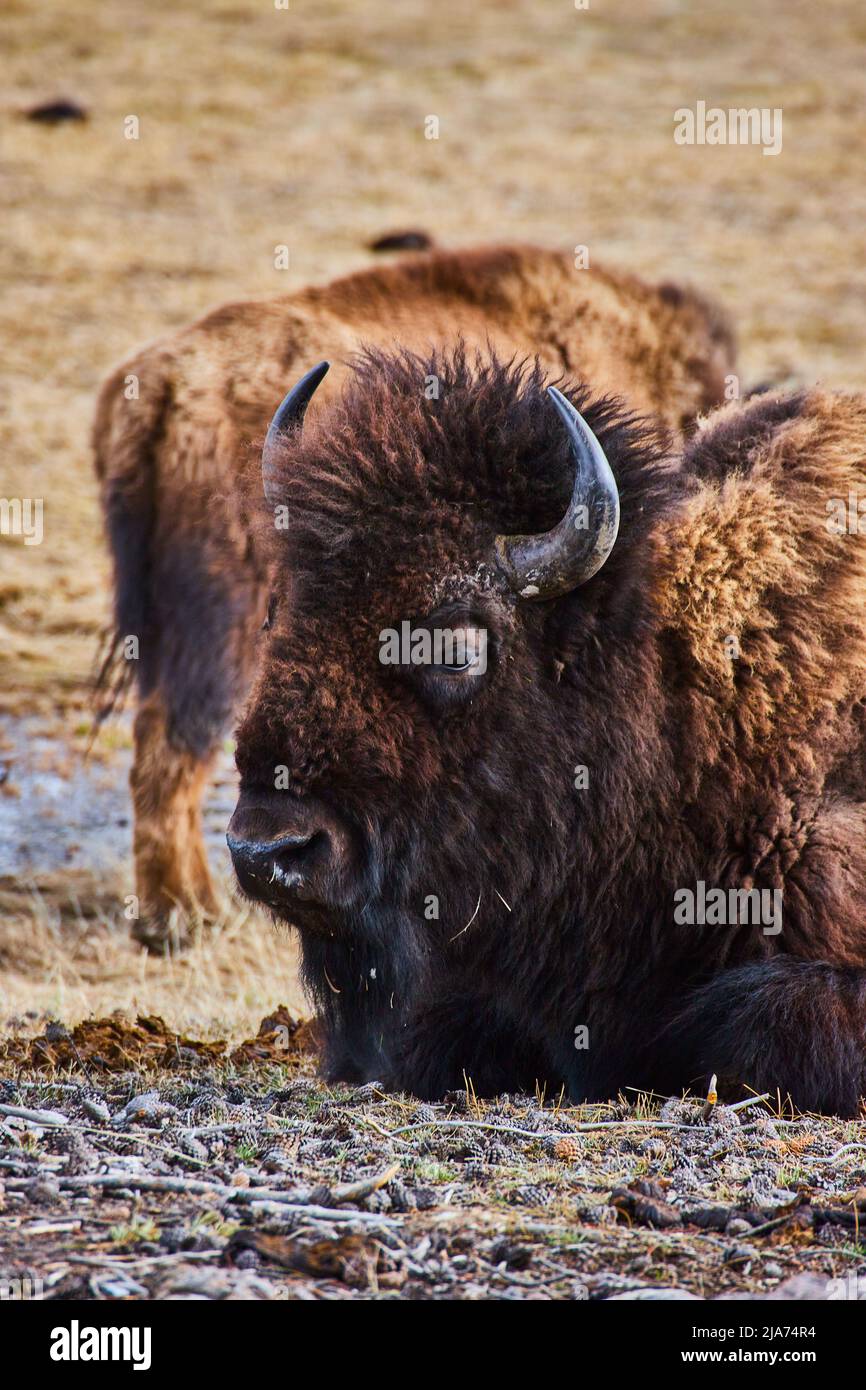 Buffalo herd bison resting in hi-res stock photography and images - Alamy