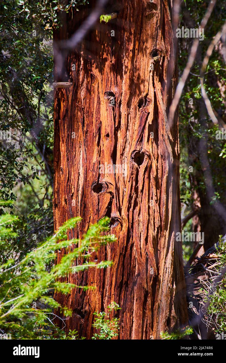 Detail of giant pine tree trunk with golden light Stock Photo - Alamy