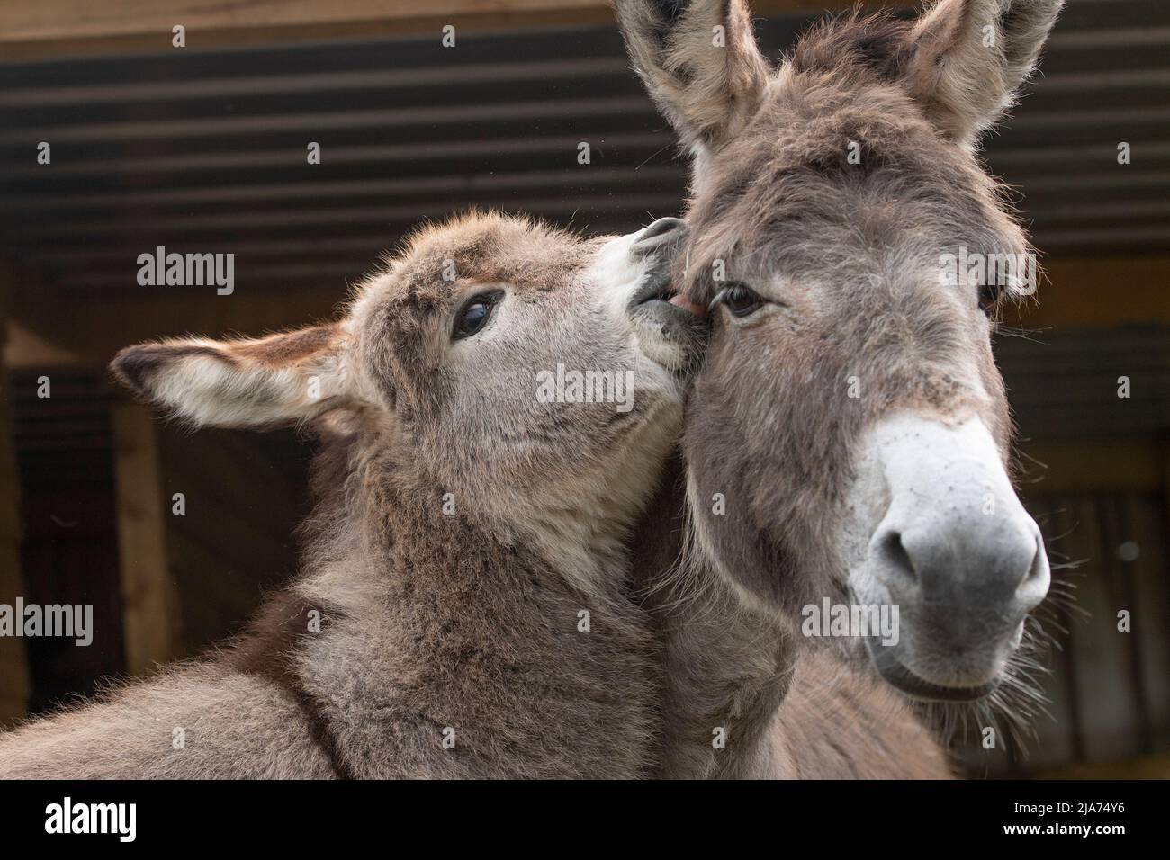 donkey foal and mother Stock Photo - Alamy