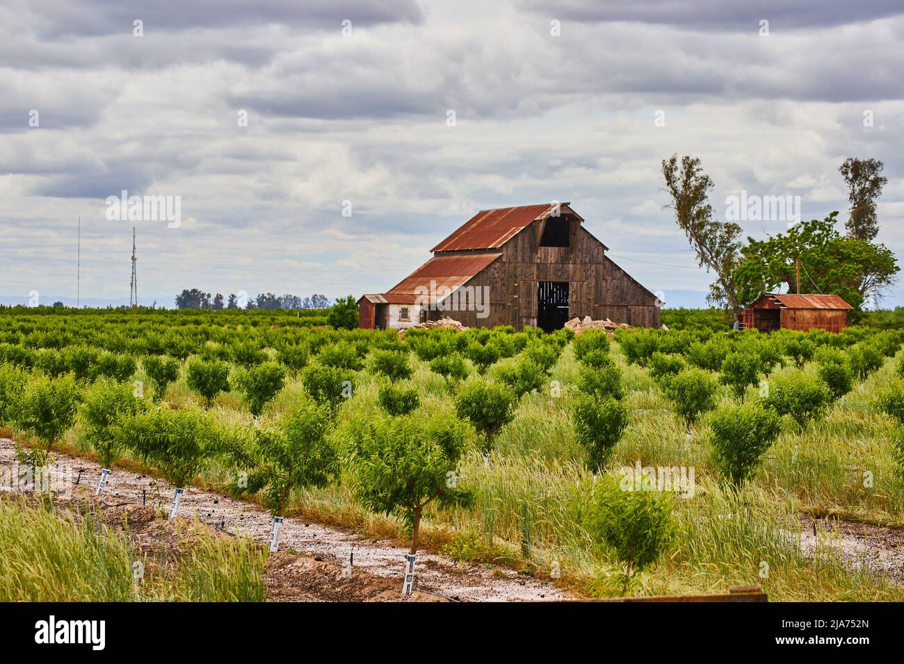 Fruit farm with baby trees in spring and old red barns Stock Photo - Alamy