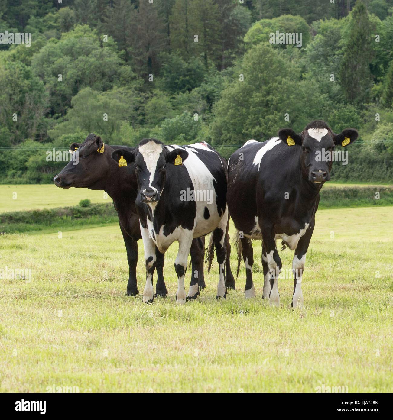 Friesian cows in a field Stock Photo - Alamy