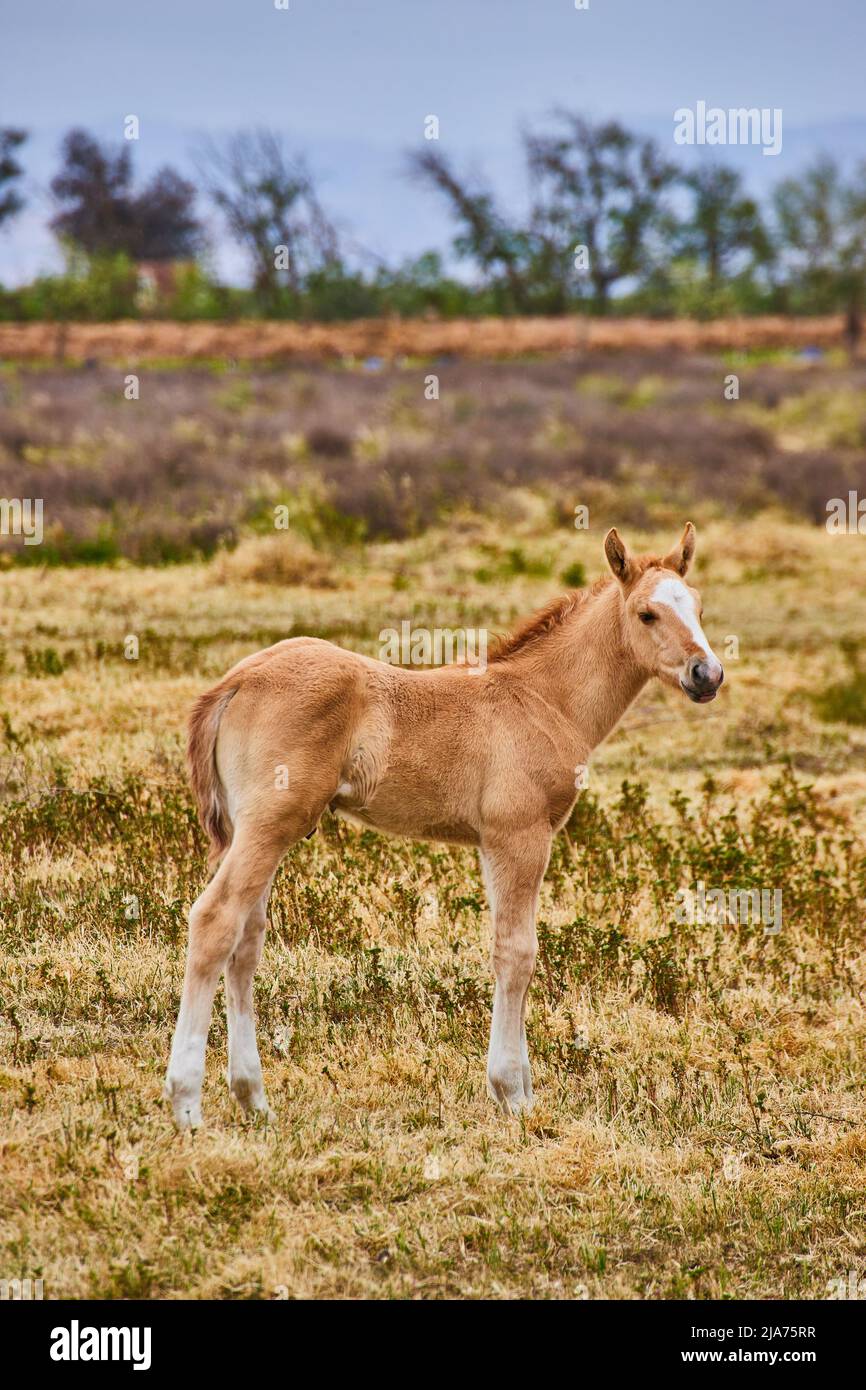 Baby foal horse in large field of grasses Stock Photo - Alamy