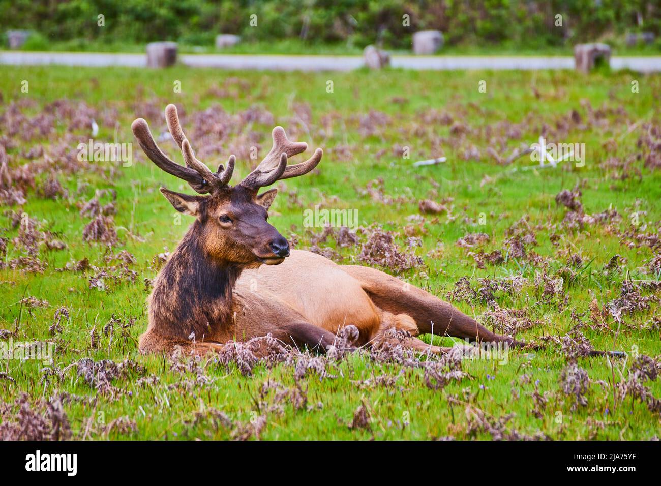 Gang of elk hi-res stock photography and images - Alamy