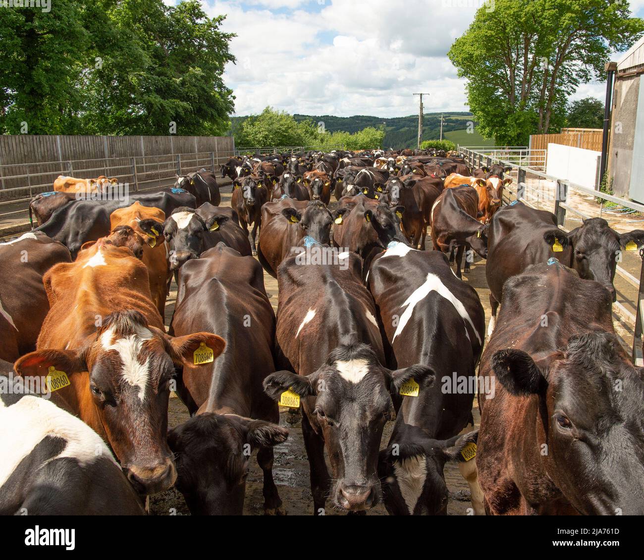 Friesian cows in collecting yard waiting to be milked Stock Photo - Alamy