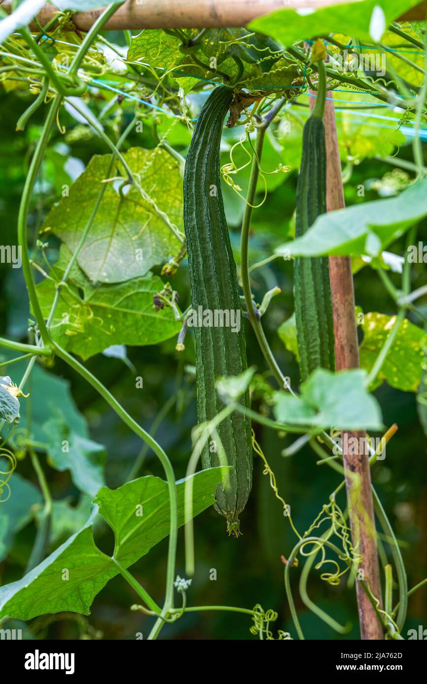 Loofah harvest hi-res stock photography and images - Alamy