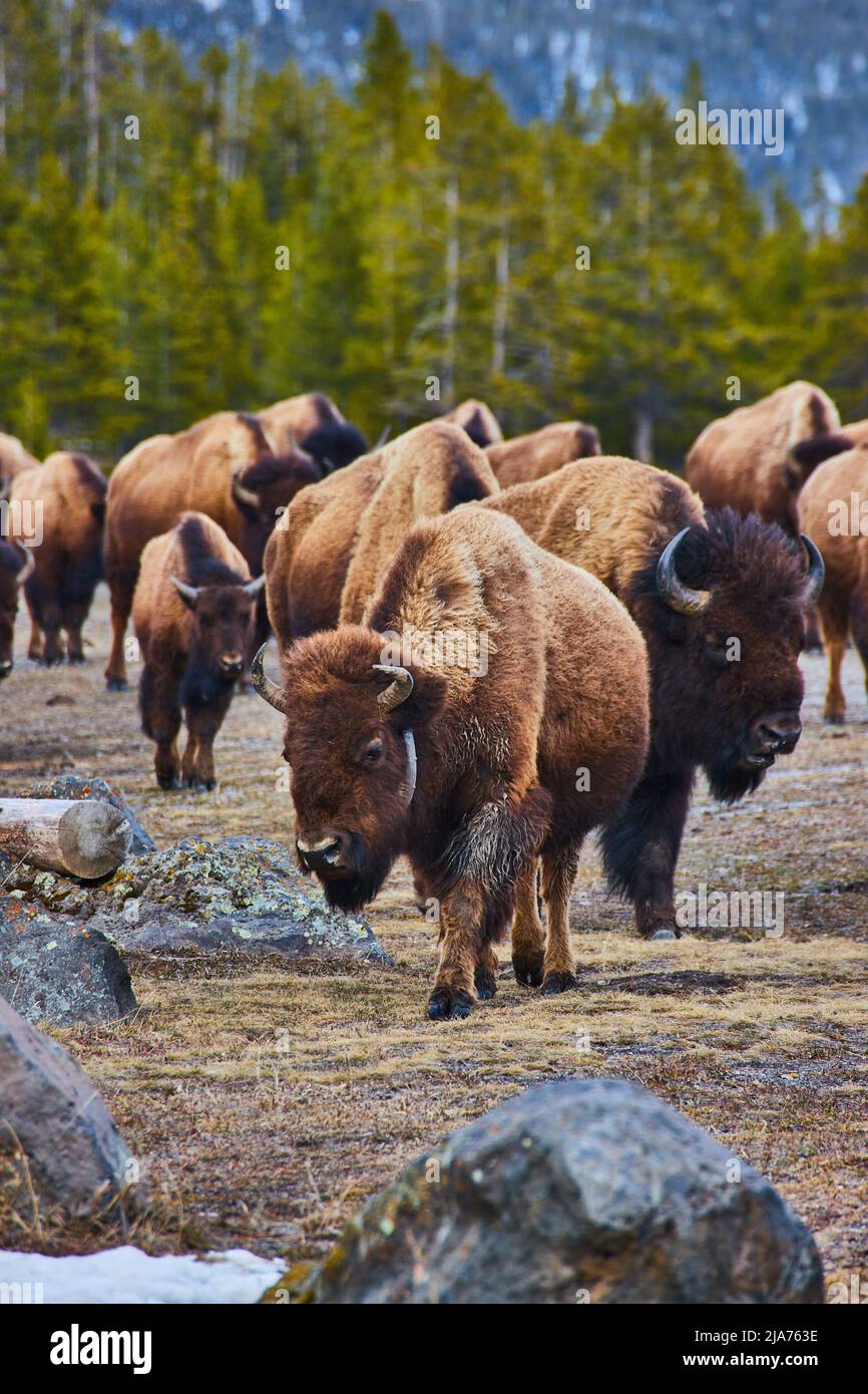 Yellowstone bison herd young hi-res stock photography and images - Alamy