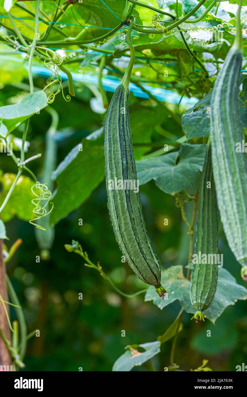 Close-up of loofah grown in a melon stand on a farm Stock Photo - Alamy