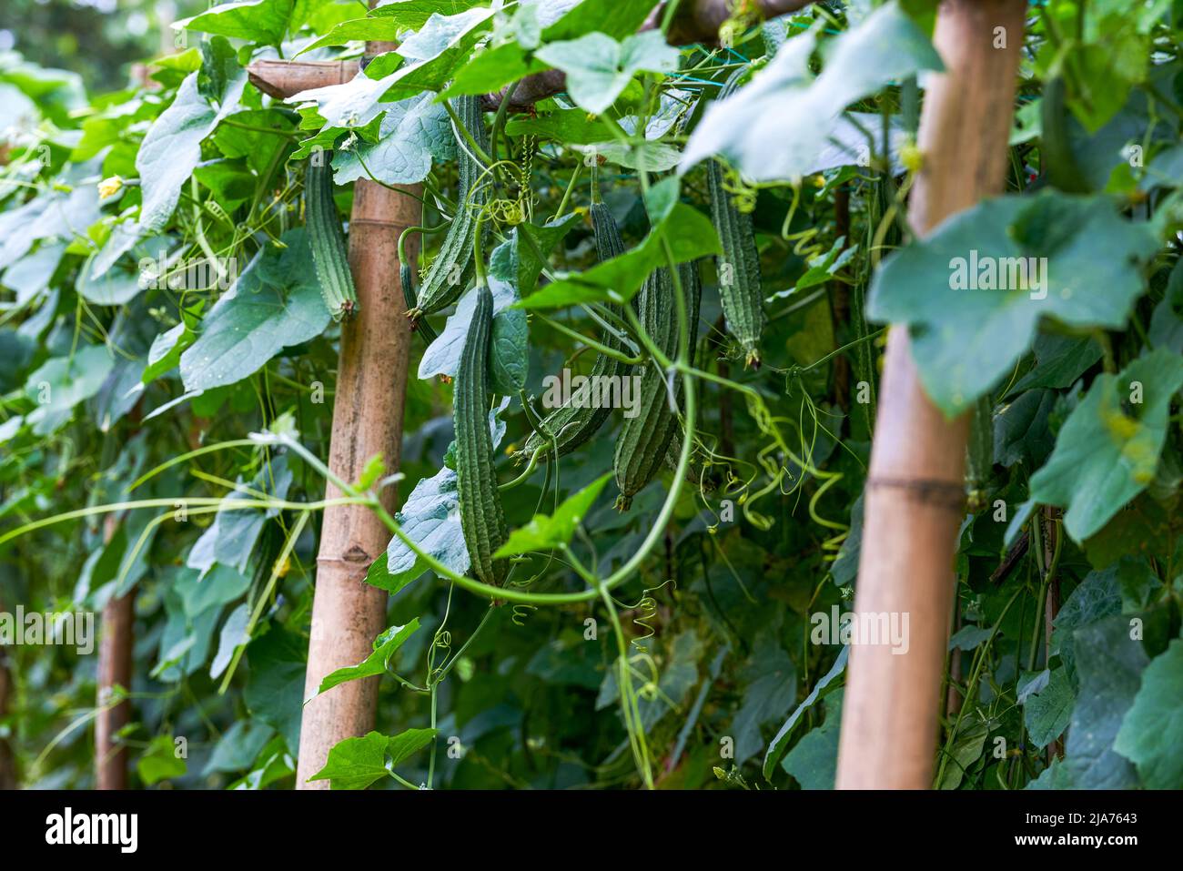Loofah harvest hi-res stock photography and images - Alamy