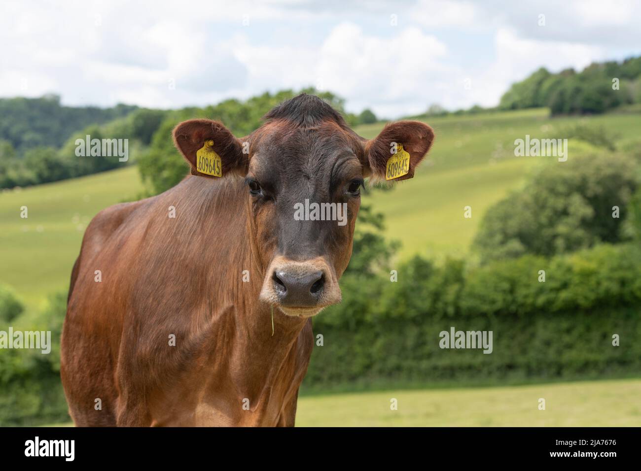 Dairy animal hi-res stock photography and images - Alamy