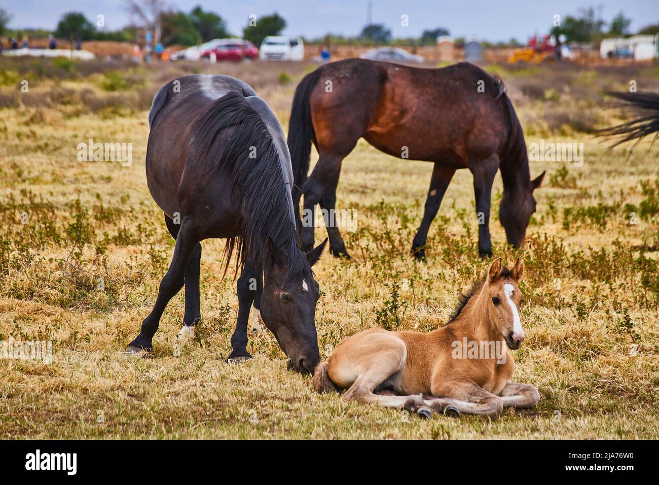Foal resting next to two horses in field Stock Photo - Alamy