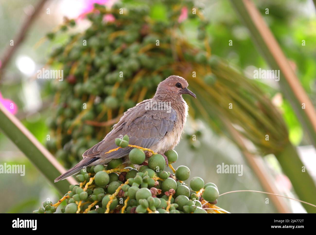 Palm dove or laughing dove, Spilopelia Senegalensis, in a date palm ...