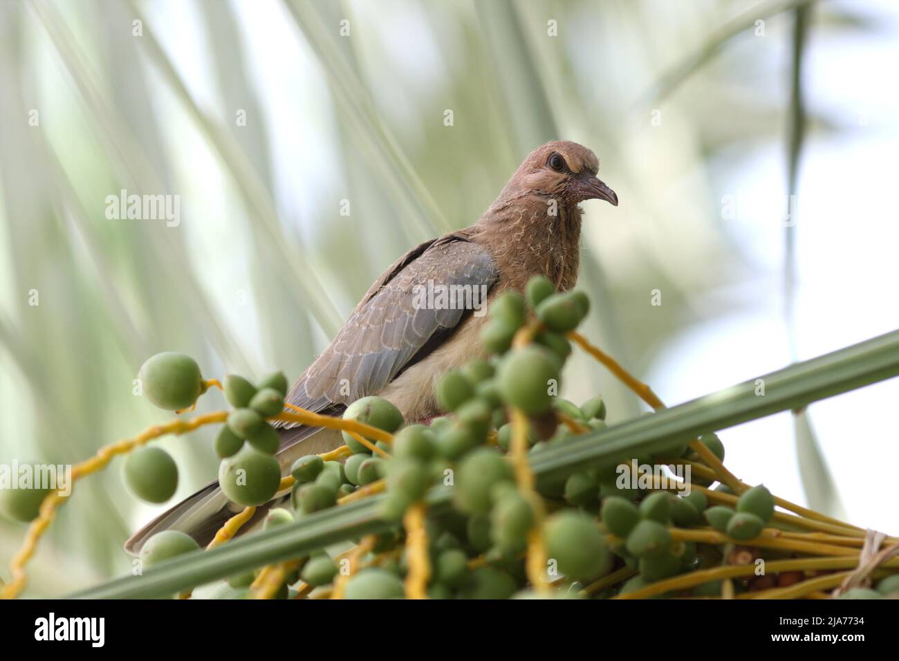 Palm dove or laughing dove, Spilopelia Senegalensis, in a date palm ...