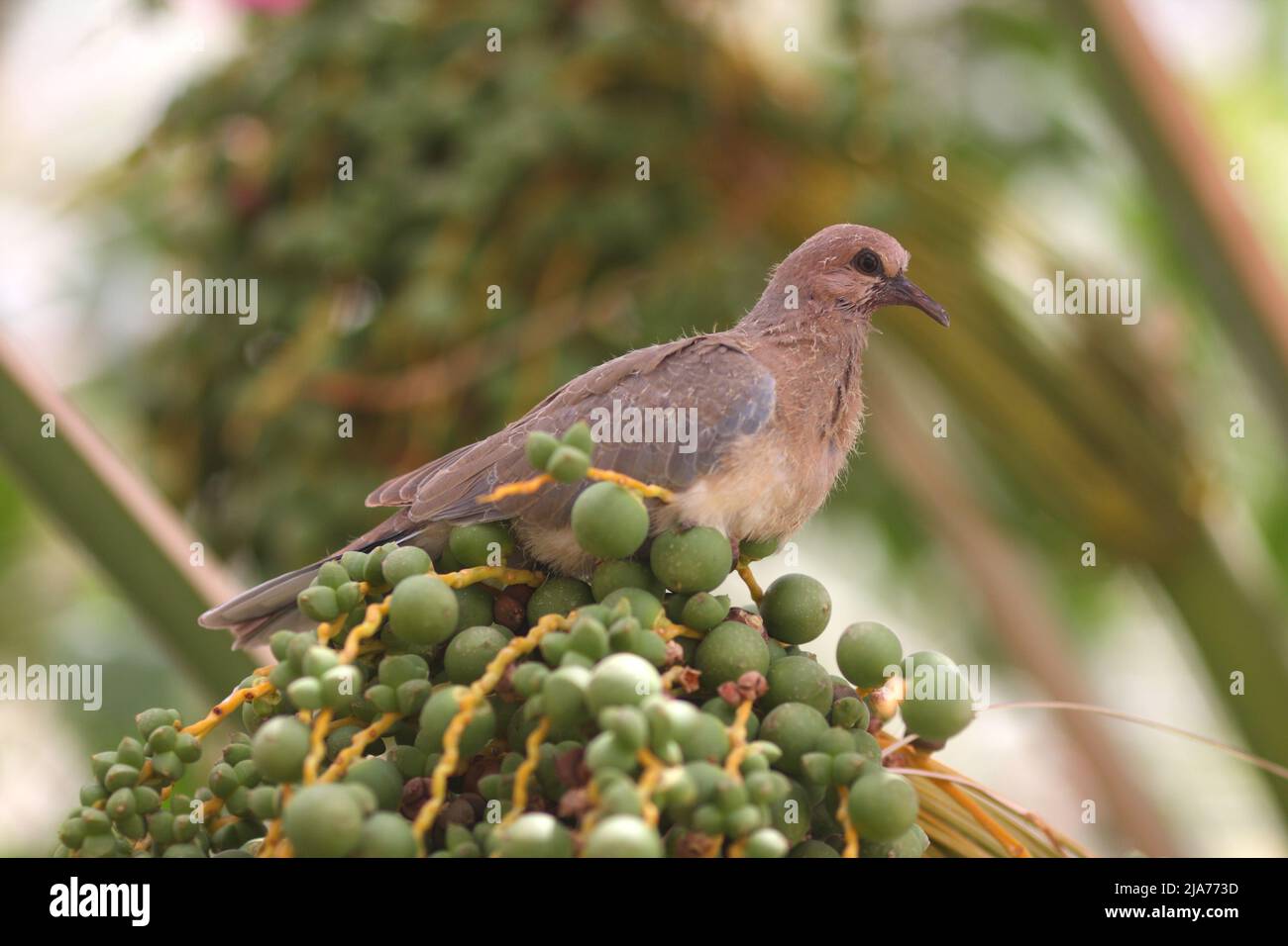 Palm dove or laughing dove, Spilopelia Senegalensis, in a date palm ...