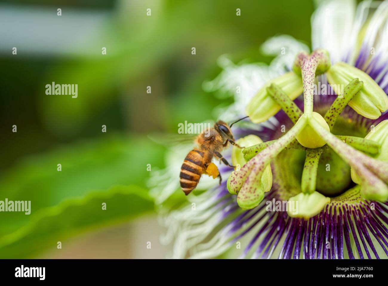 A blooming passion fruit flower with a bee picking nectar Stock Photo ...