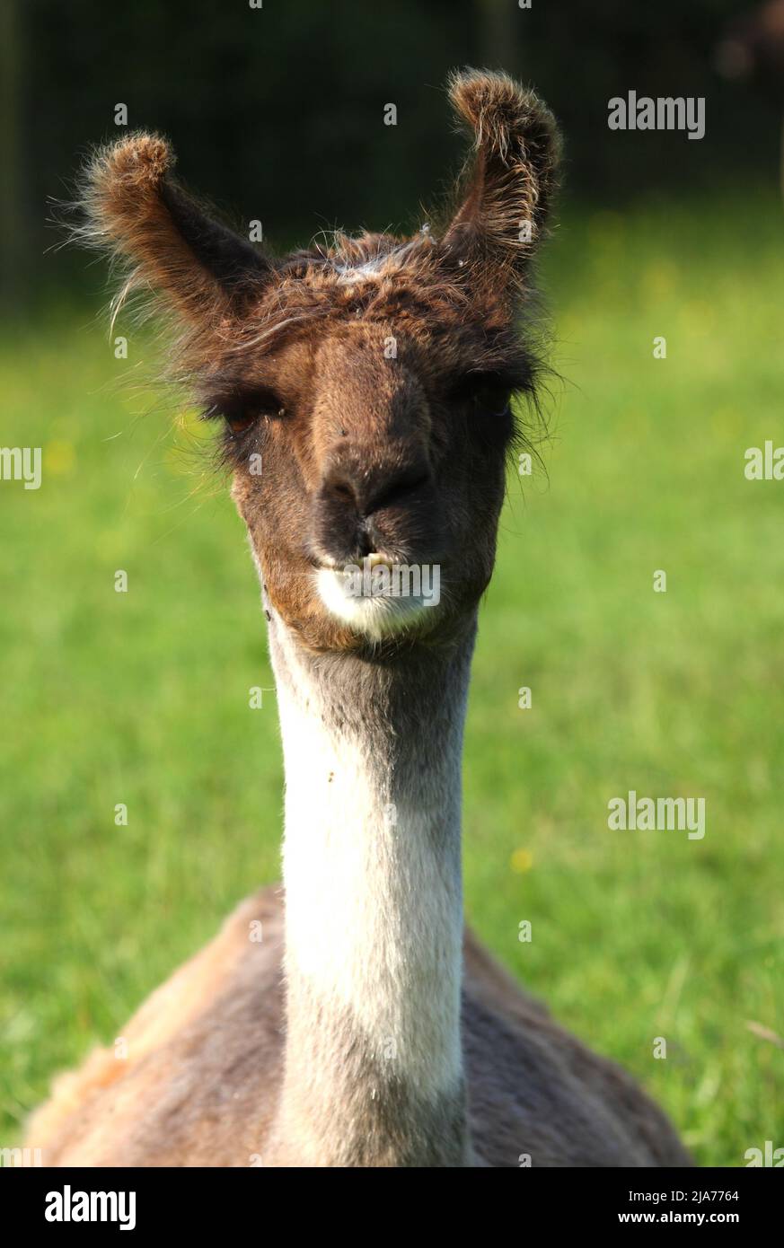 Camel farm uk hi-res stock photography and images - Alamy