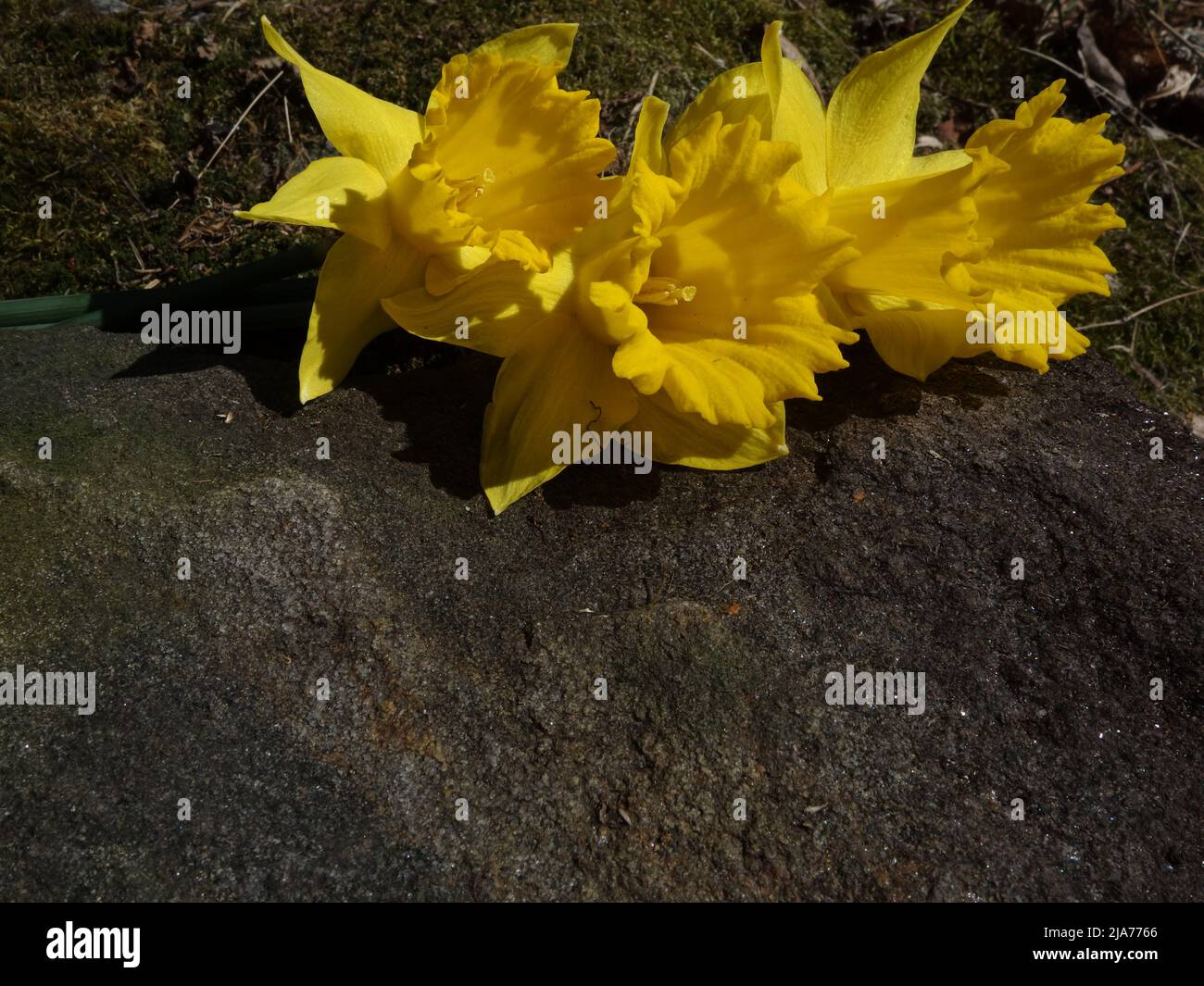 Beautiful daffodils with a natural stone as a background, insert text ...