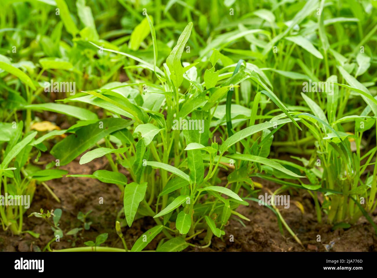 Spinach leaves growing in water hi-res stock photography and images - Alamy