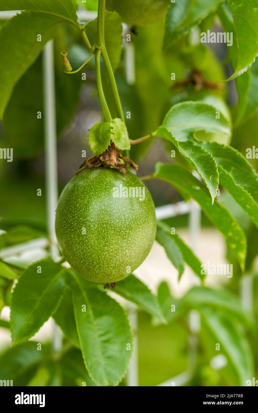 A fruiting passion fruit tree and fruit close-up Stock Photo - Alamy