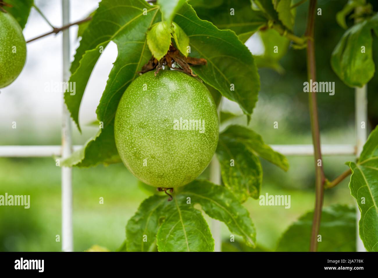 A fruiting passion fruit tree and fruit close-up Stock Photo - Alamy