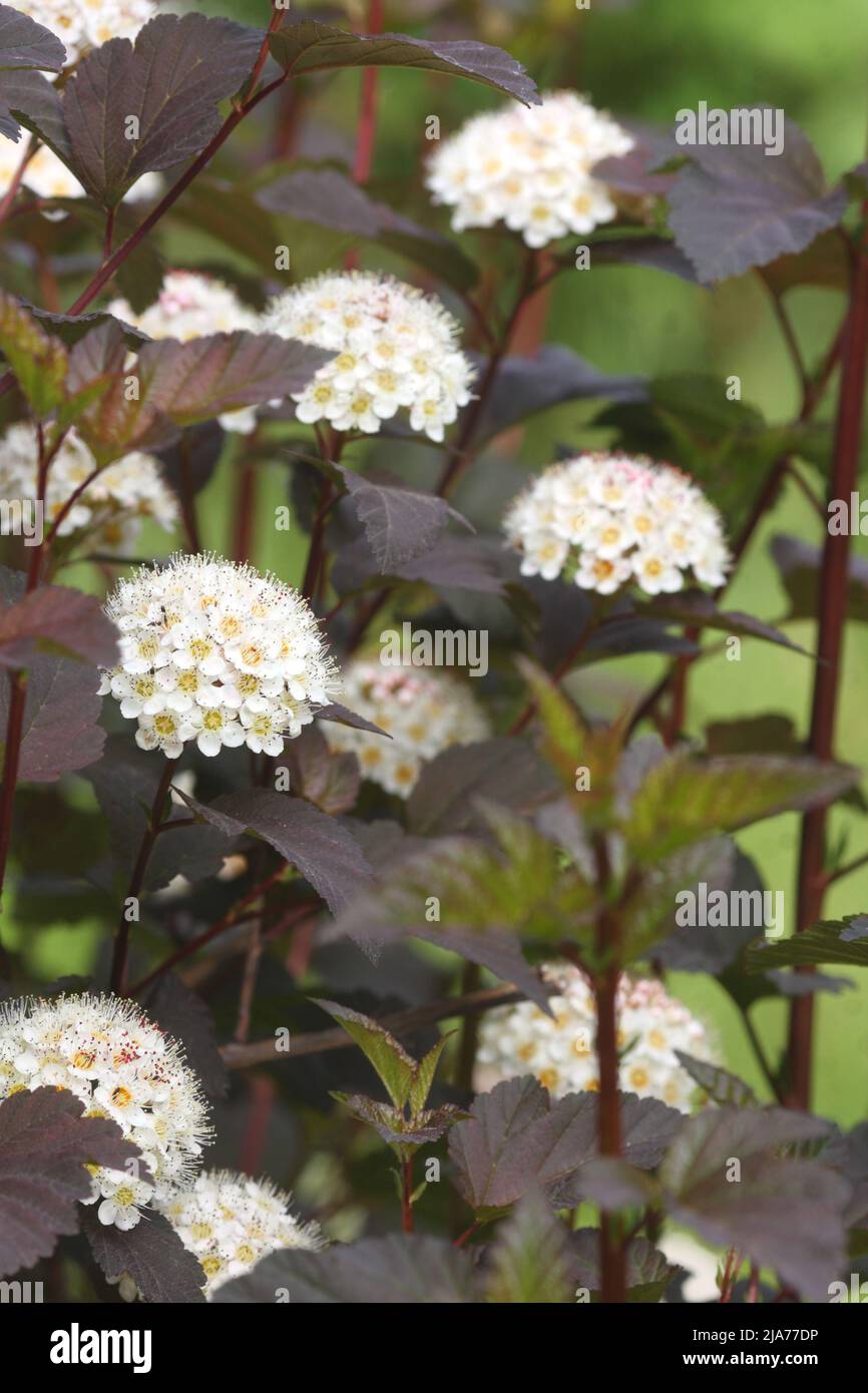 White flowers and purple leaves of the deciduous ornamental ninebark ...