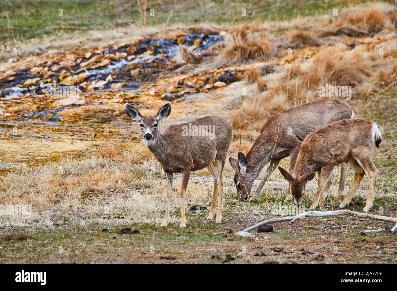 Deer grazing in grasses by cascading rivers Stock Photo - Alamy
