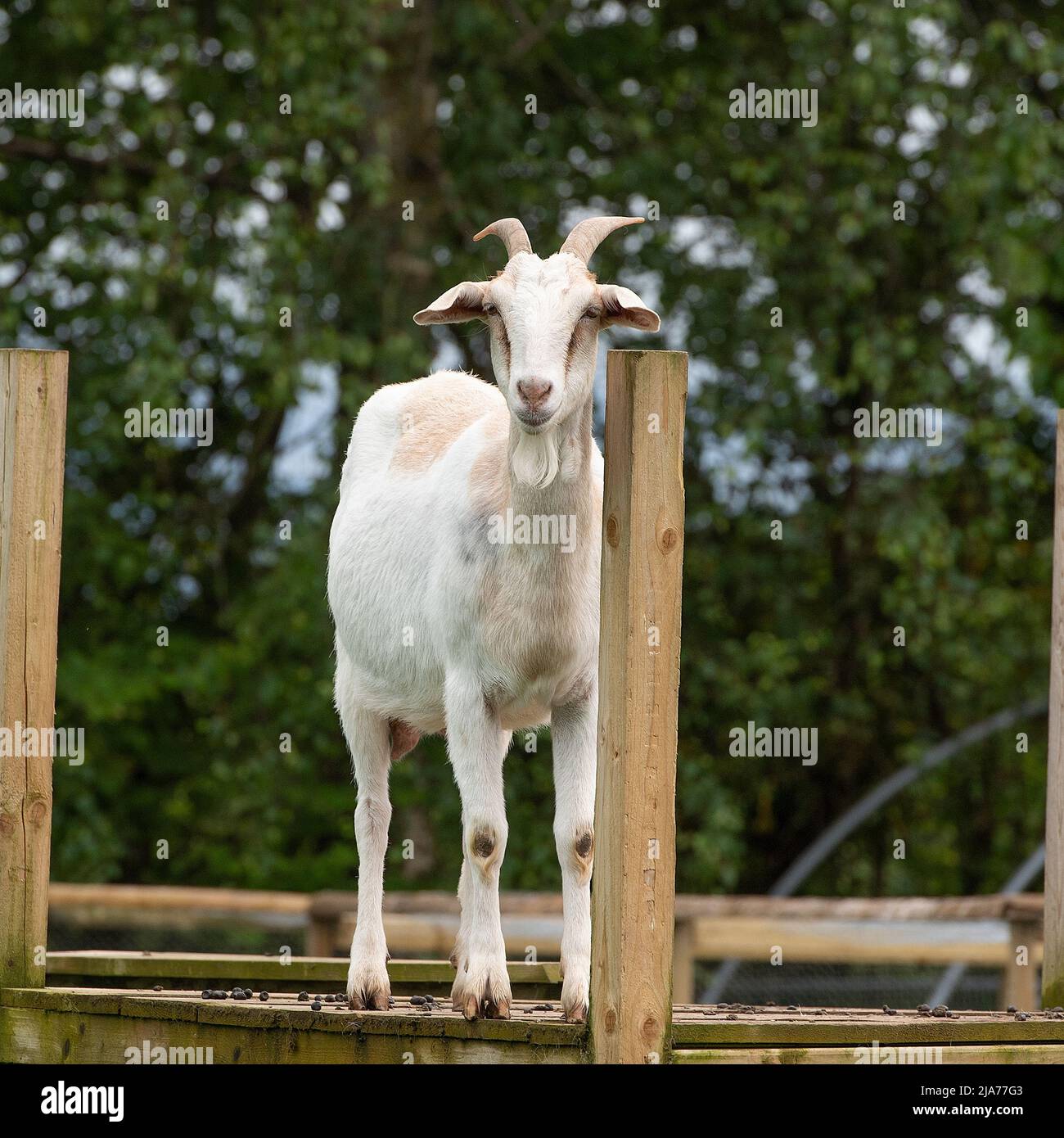 Goat faarm hi-res stock photography and images - Alamy
