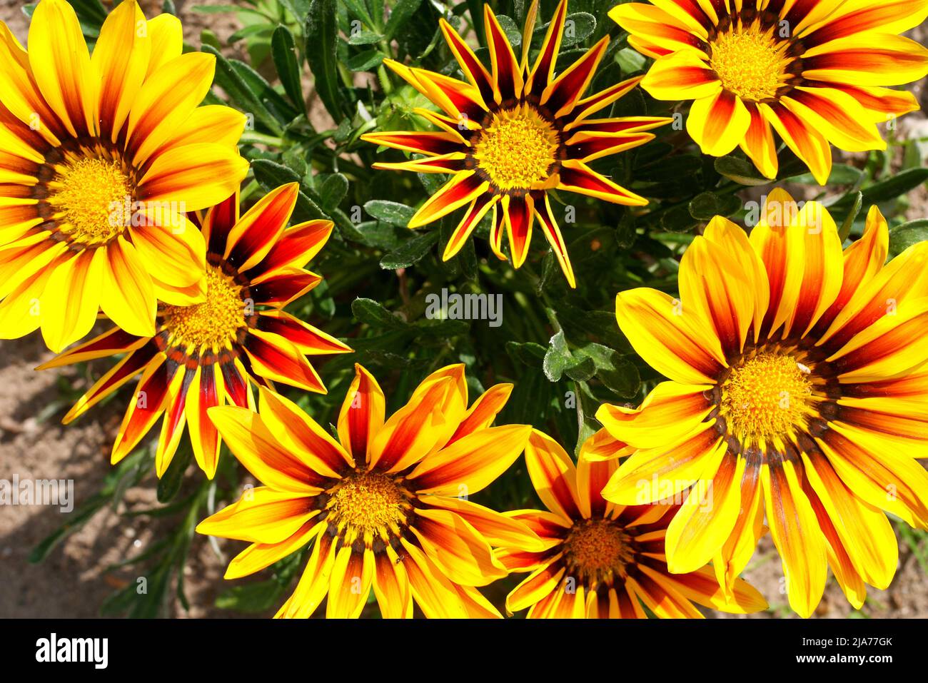 Gazania rigens in a garden, Szigethalom, Hungary Stock Photo - Alamy