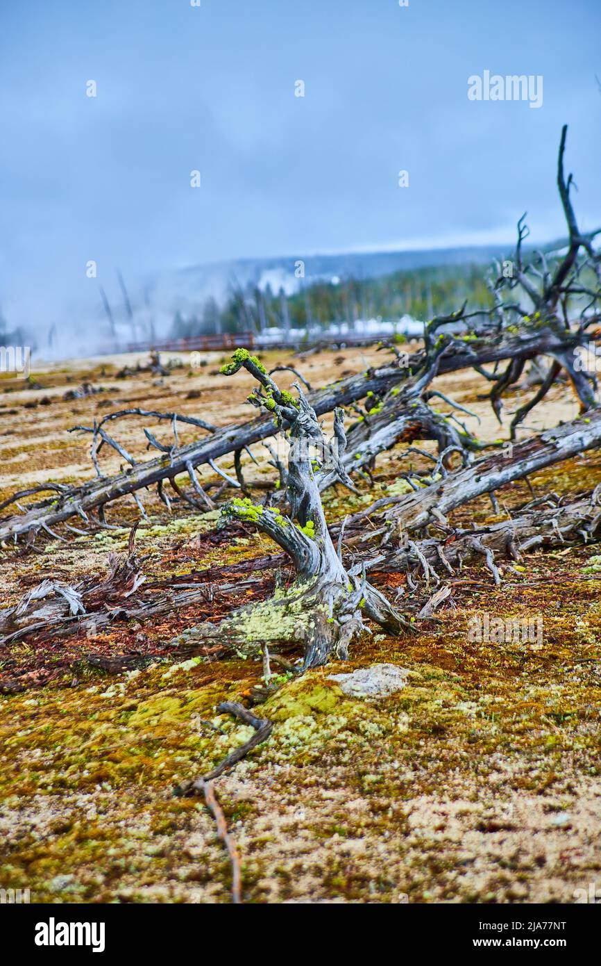 Dead trees in basin of Yellowstone during winter Stock Photo - Alamy