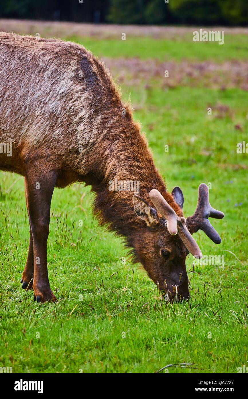 Young bull elk grazing hi-res stock photography and images - Alamy