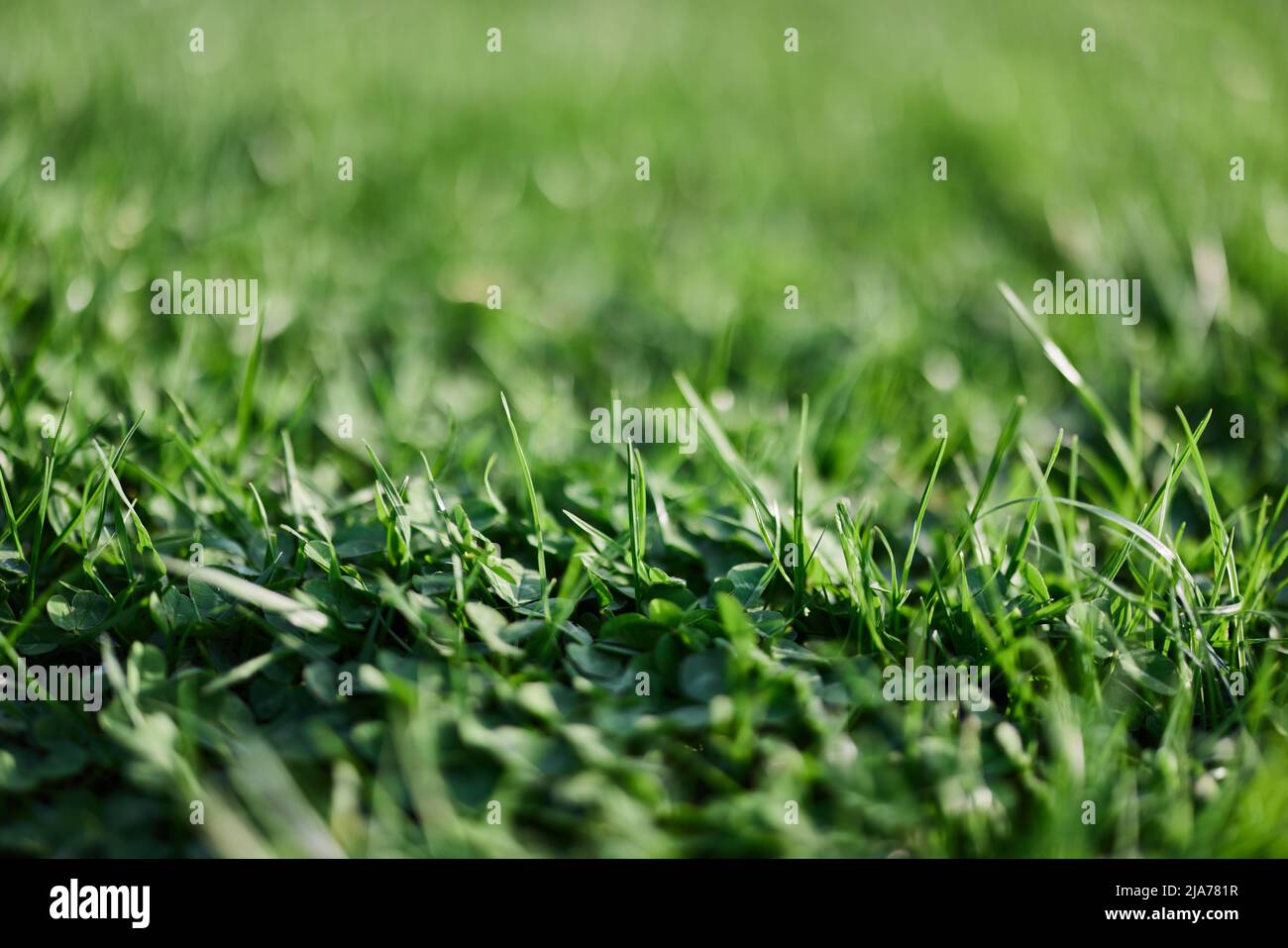 Fresh leaves of young green lawn grass close-up, clover and micro ...