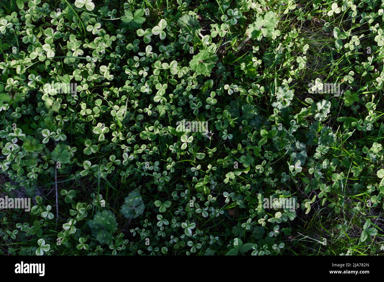 Microclover lawn hi-res stock photography and images - Alamy