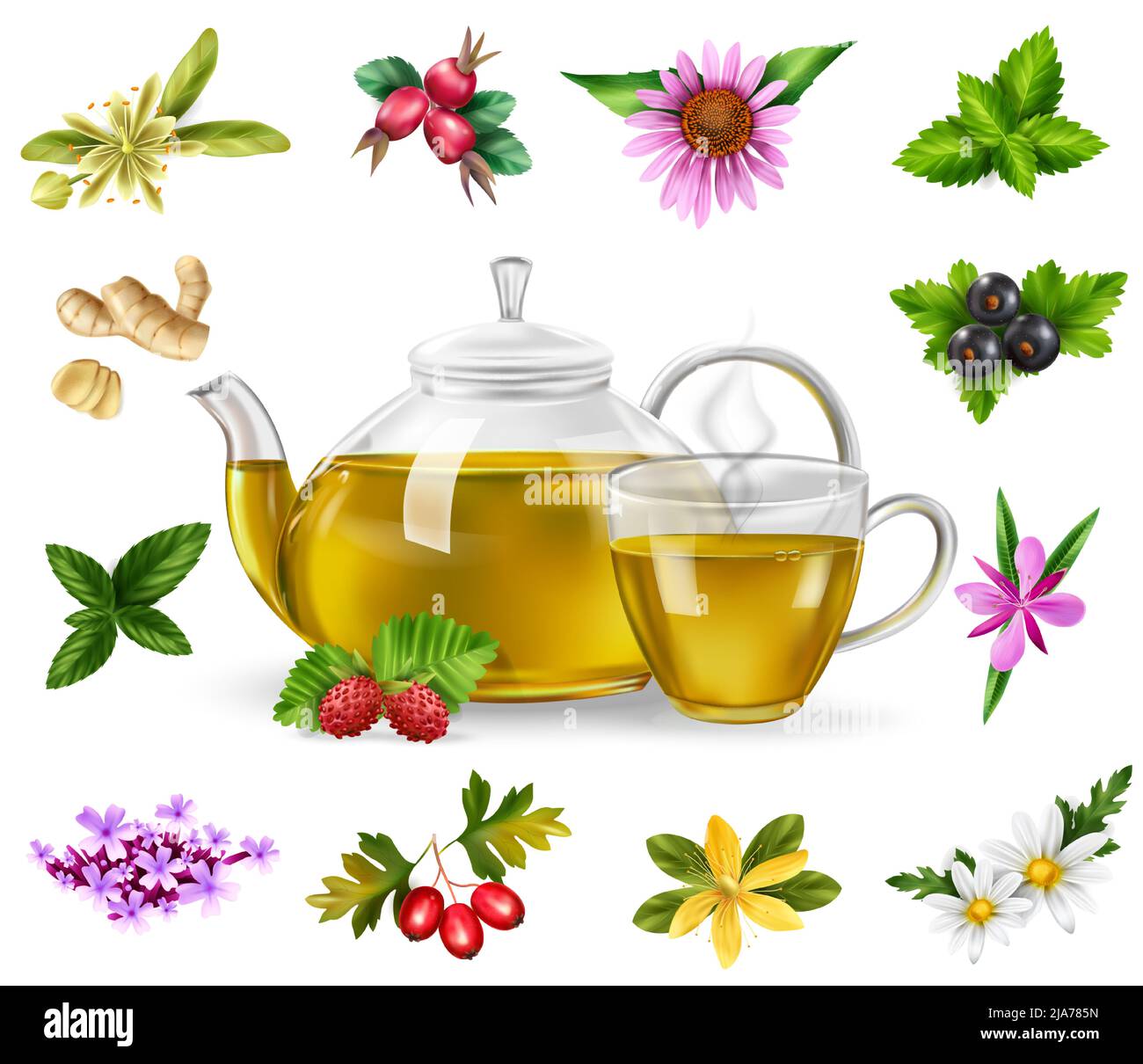 Herbal green tea set with berries realistic isolated vector ...