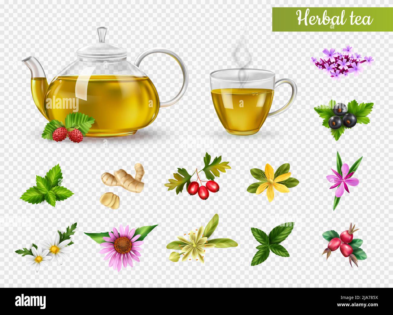 Realistic cup and pot of hot herbal tea various herbs and flowers ...