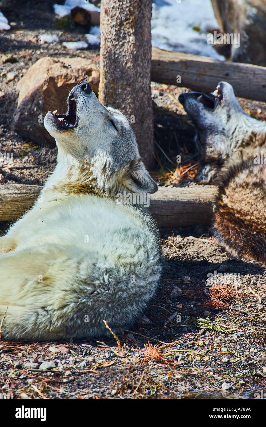 Wolves howling snow hi-res stock photography and images - Alamy