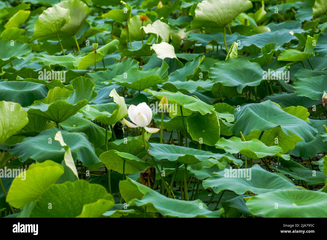 Beautiful lotus rhyme of plants hi-res stock photography and images - Alamy