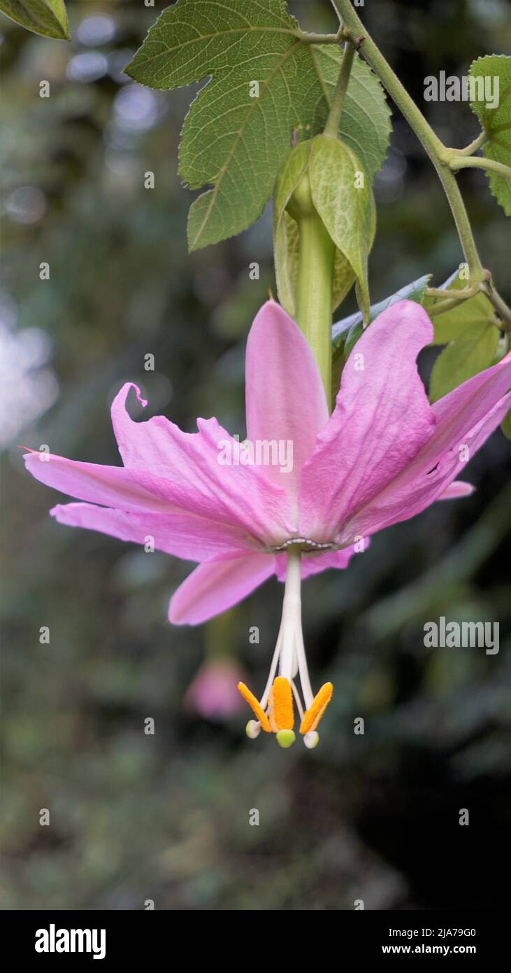 Beautiful flowers of Passiflora tripartita also known as banana ...