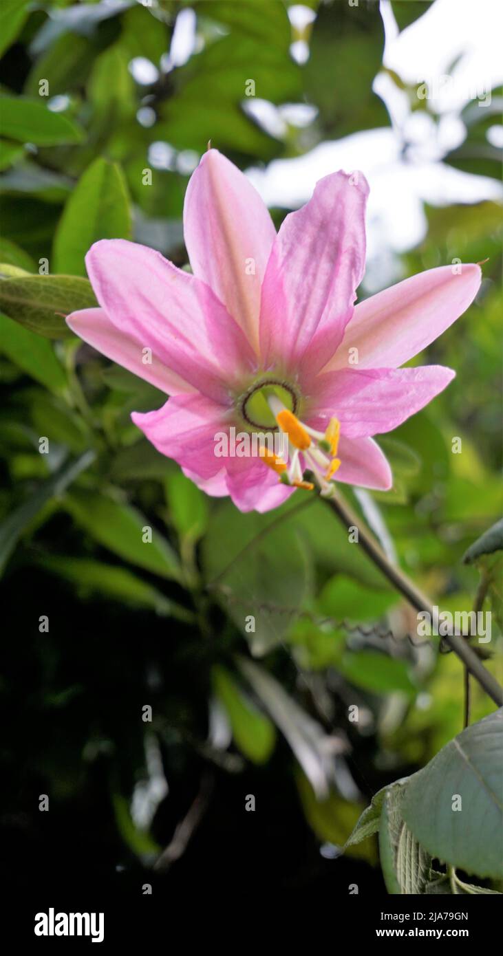 Beautiful flowers of Passiflora tripartita also known as banana ...