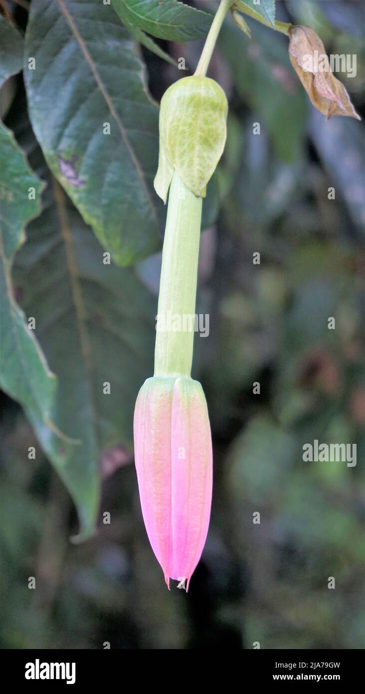 Beautiful flowers of Passiflora tripartita also known as banana ...