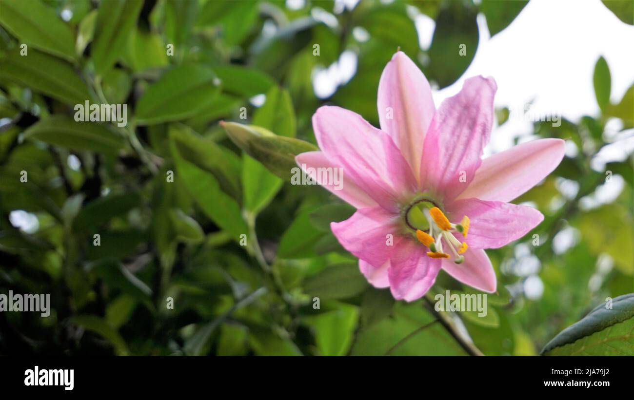 Beautiful flowers of Passiflora tripartita also known as banana ...