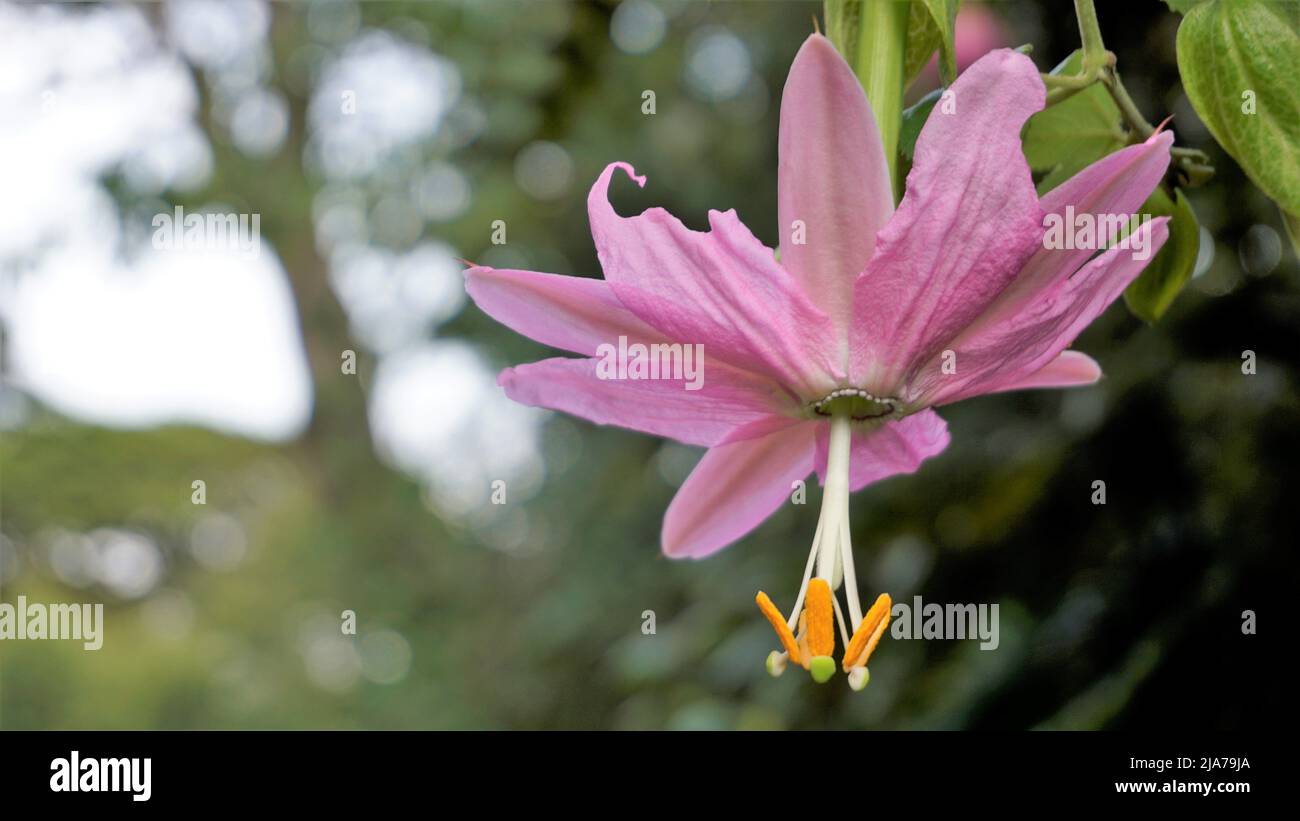 Beautiful flowers of Passiflora tripartita also known as banana ...