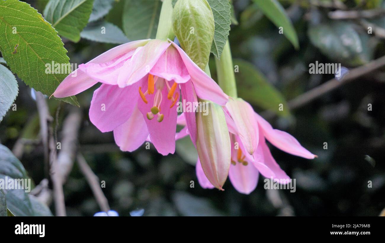 Beautiful flowers of Passiflora tripartita also known as banana ...